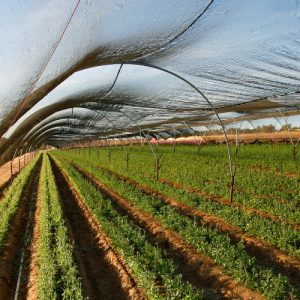 4 na Pangunahing Uri ng mga Lambat Pang-agrikultura para sa Makabagong ...